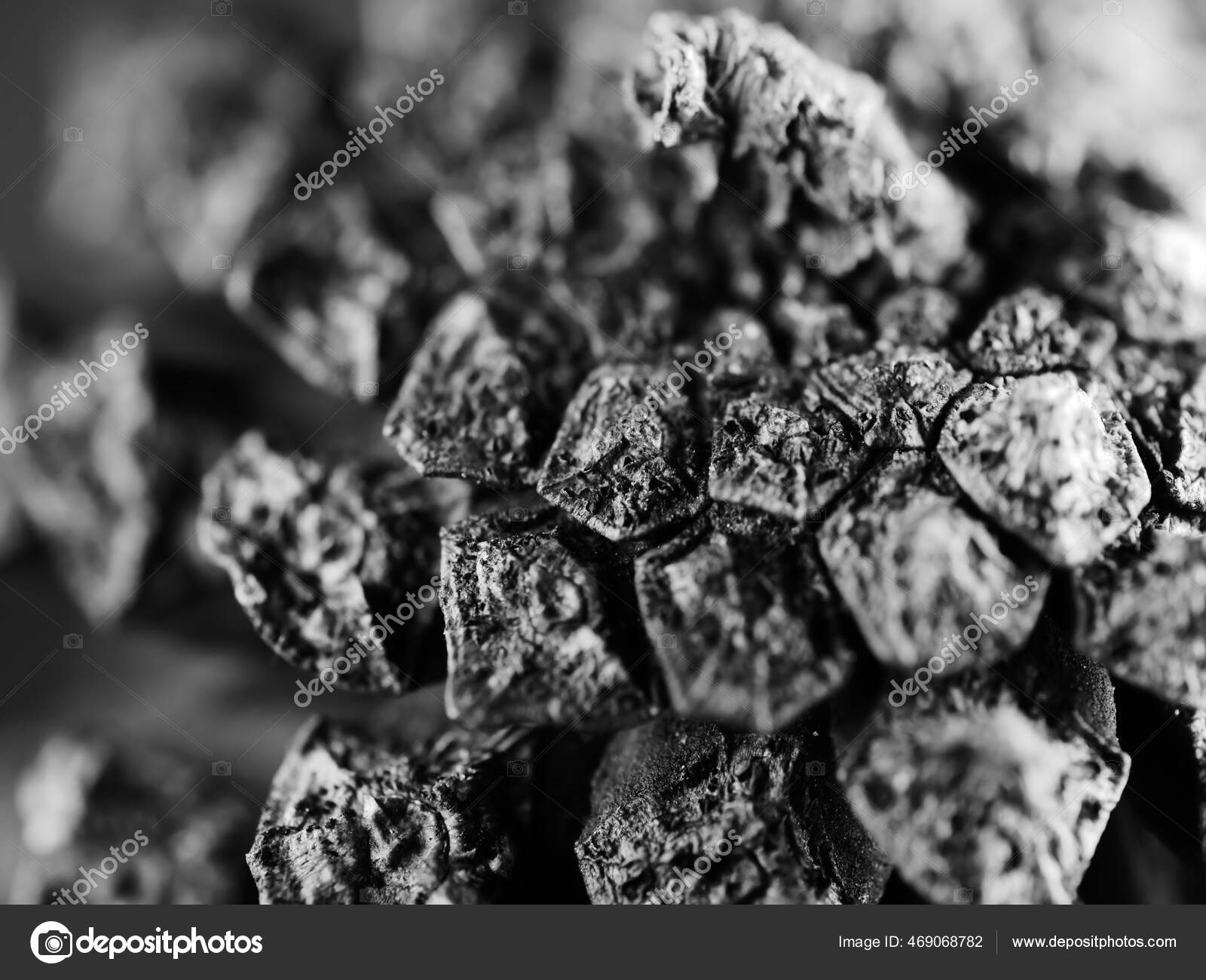 Grayscale Studio Shot Pine Cone Black Background — Stock Photo ...