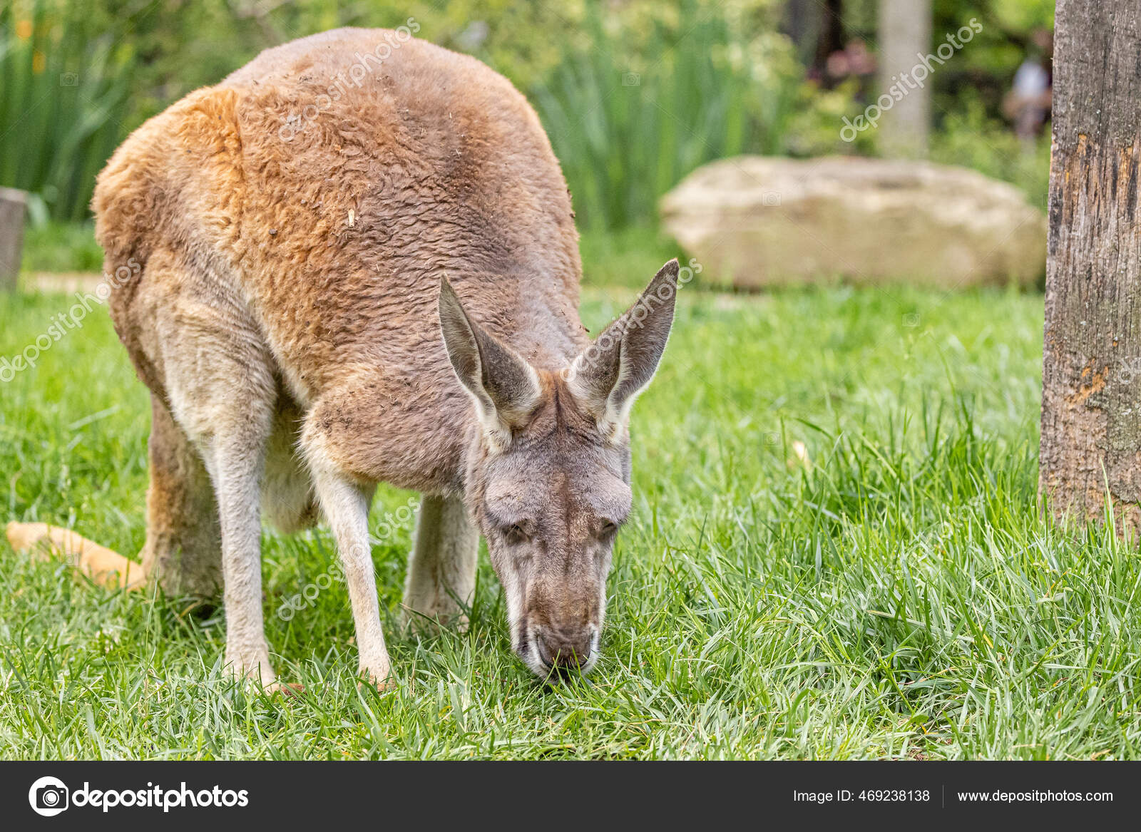 Kangaroo Eating