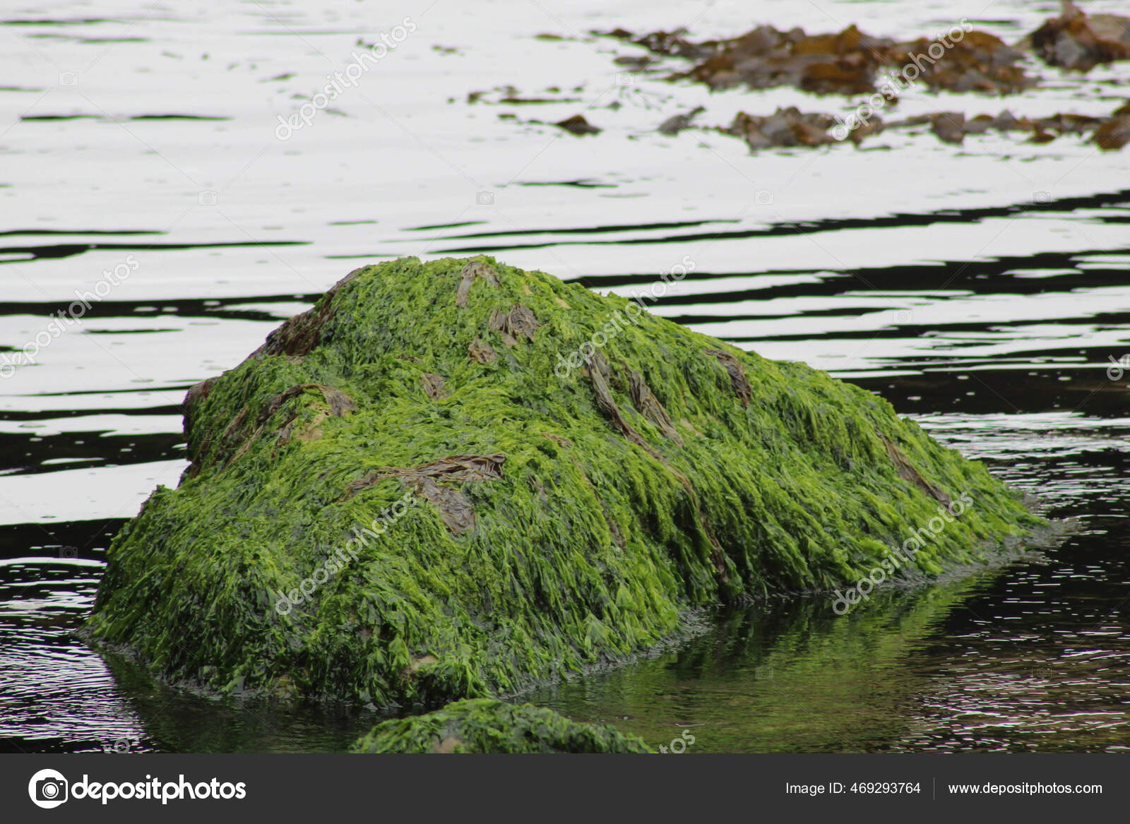 Huge Rock River Covered Green Moss — Stock Photo © Wirestock #469293764