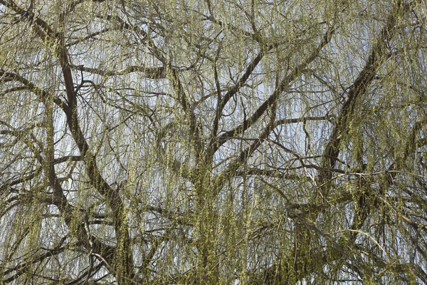 Willow tree Stock Photos, Royalty Free Willow tree Images | Depositphotos
