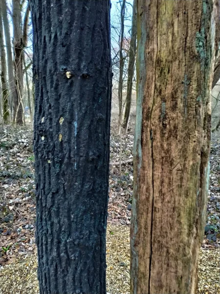 Fotos de Lomba do pomar, Imagens de Lomba do pomar sem royalties ...