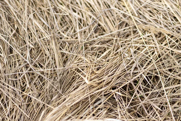 Thatch Stock Photos, Royalty Free Thatch Images | Depositphotos