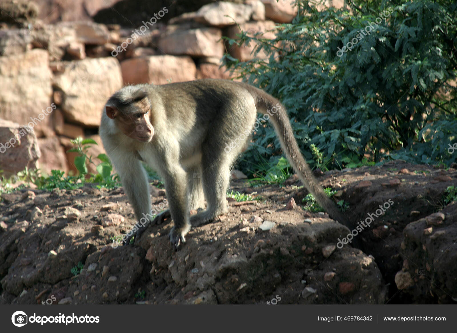 Closeup Shot Monkey Alert Looking Intruder — Stock Photo © Wirestock ...