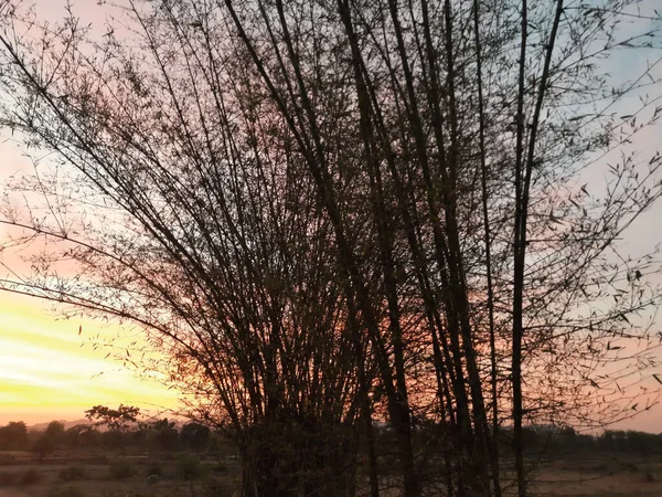 Sunset bamboo Stock Photos, Royalty Free Sunset bamboo Images ...