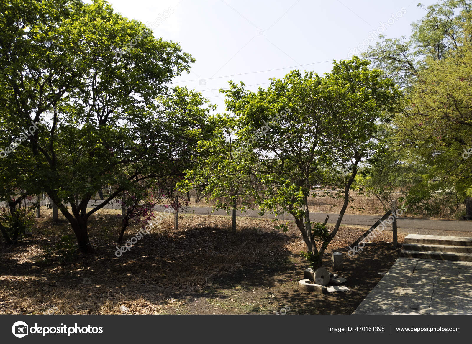 Beautiful View Fresh Green Trees Garden — Stock Photo © Wirestock ...