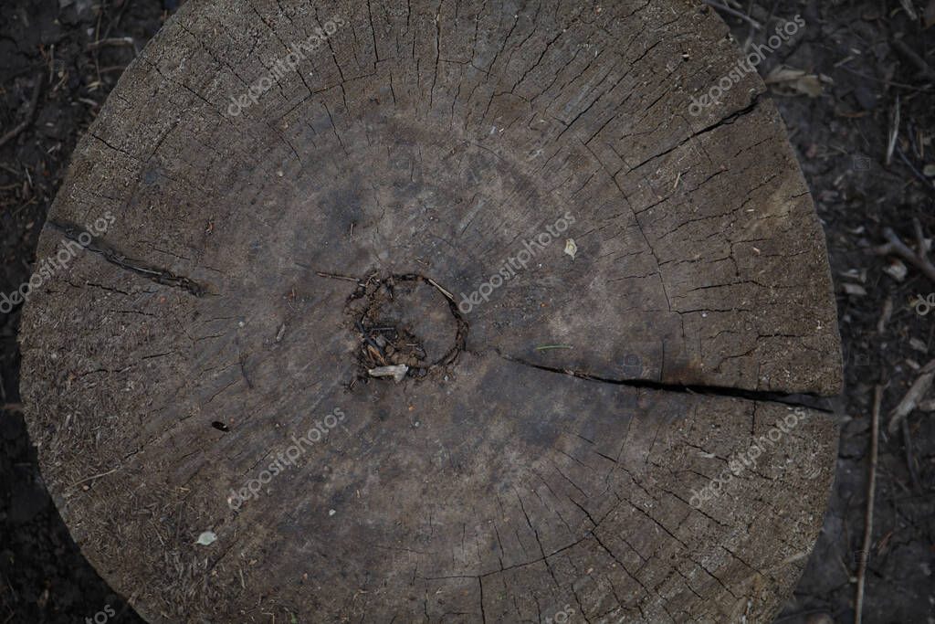 Una vista superior de la textura del toc n del rbol viejo en Ernie Miller Nature Center en ...