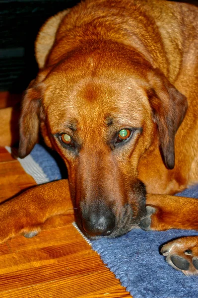 Rhodesian Ridgeback Coonhound Mix