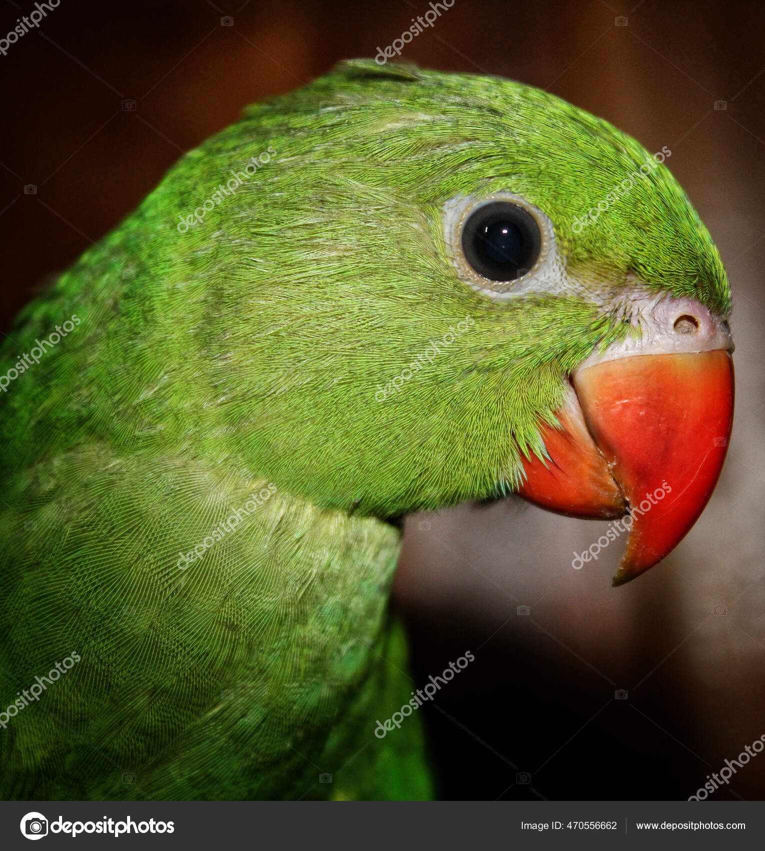 Indian Green Parrot With Red Beak