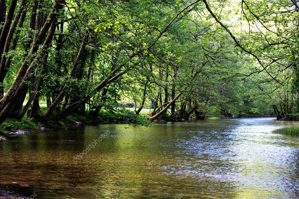 Un río que fluye entre los árboles de un bosque 2023