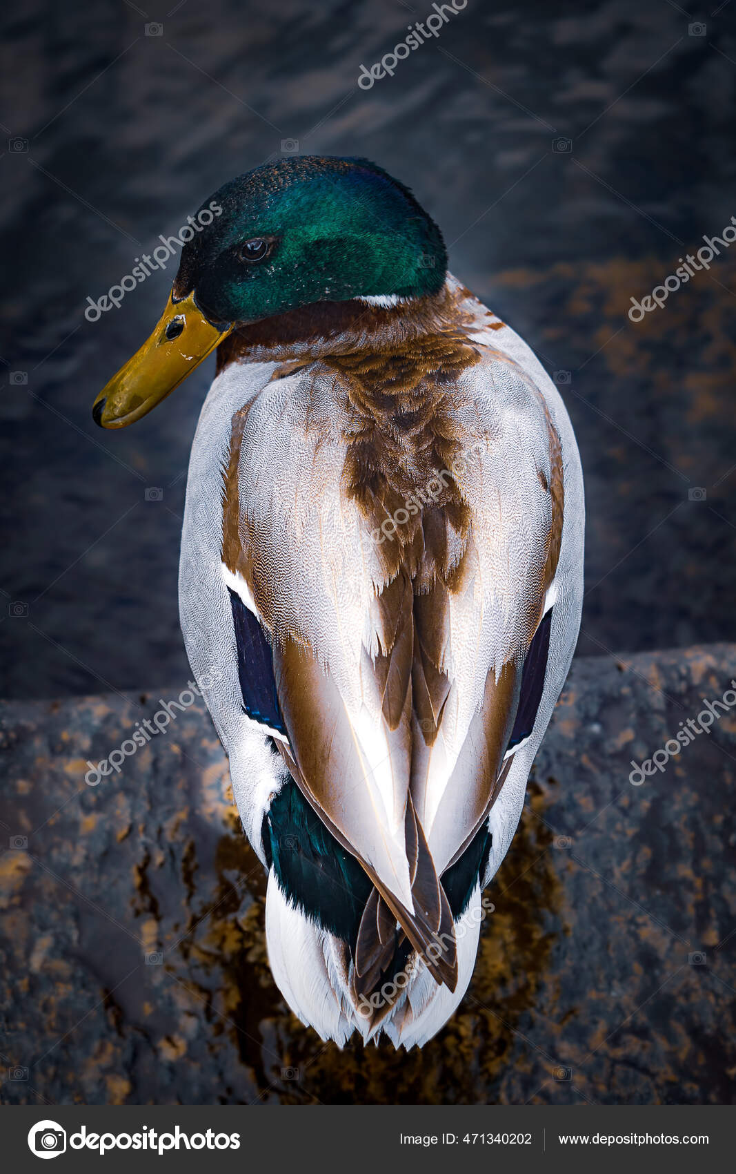 Vertical Shot Mallard Duck Pond — Stock Photo © Wirestock #471340202