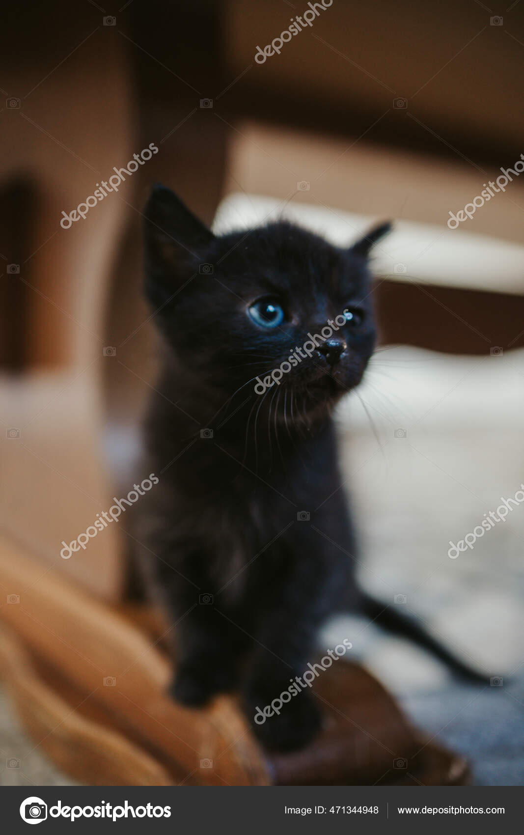 Gatito Negro Con Ojos Azules