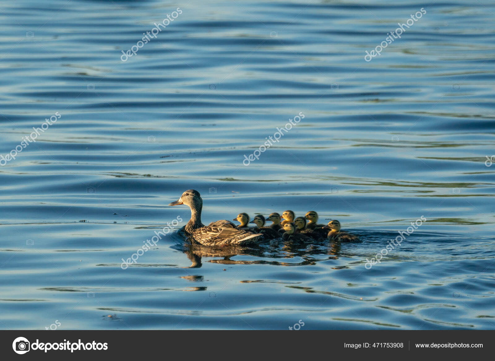 Mother Duck Baby Ducks Swimming Lake Stock Photo by ©Wirestock 471753908