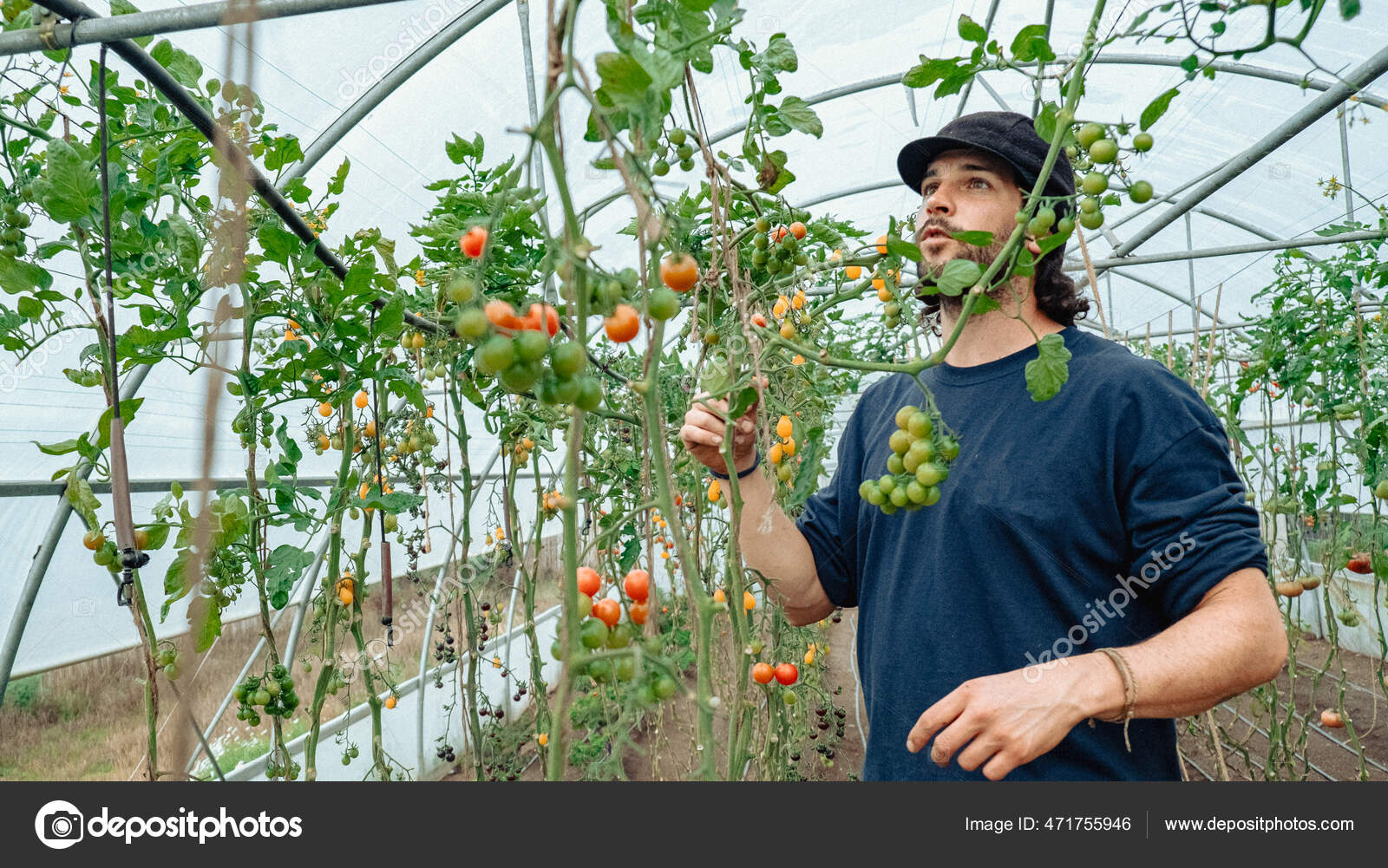 Beautiful Tomato Garden