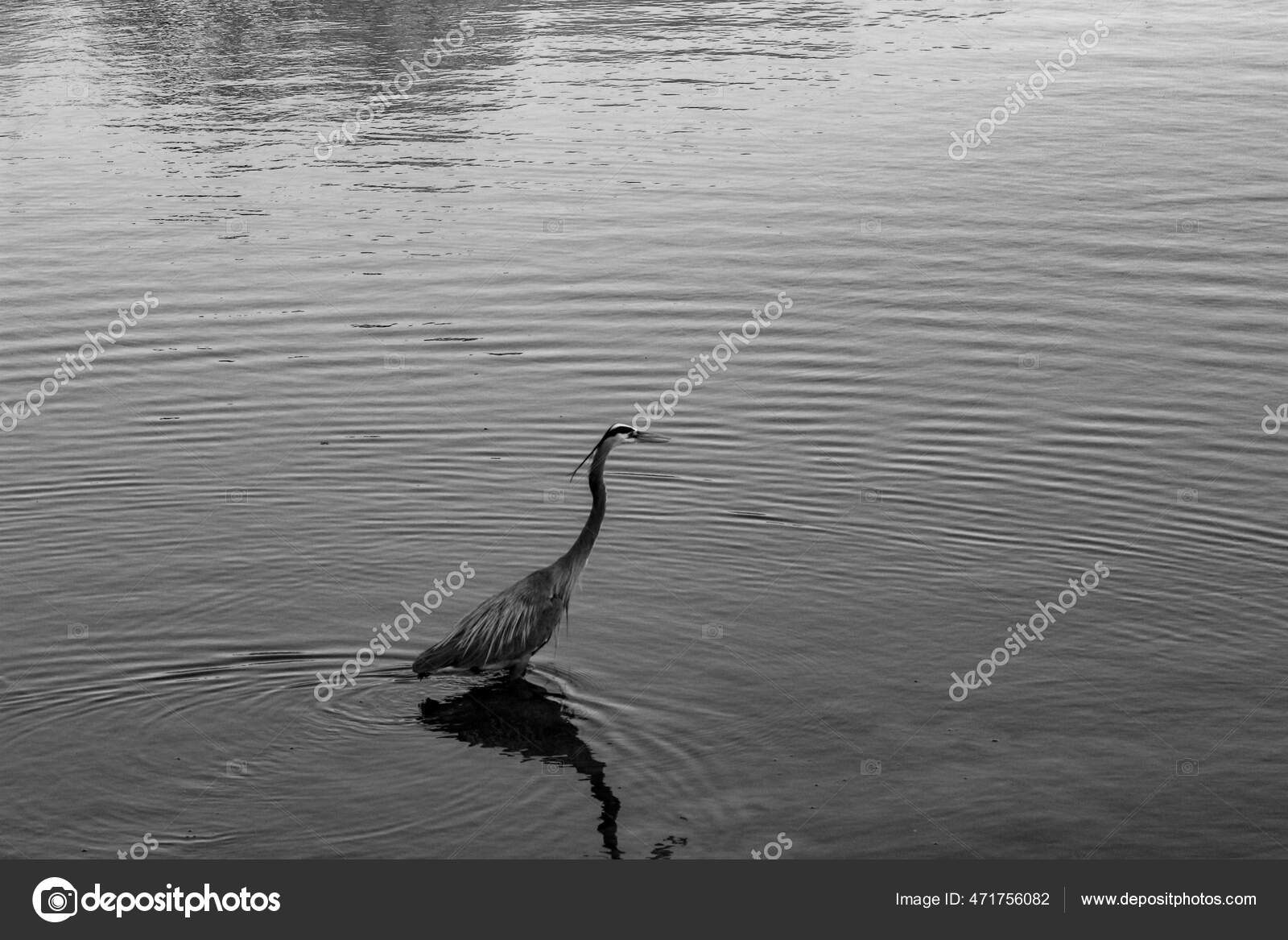 Grayscale Shot Great Blue Heron Lake — Stock Photo © Wirestock #471756082
