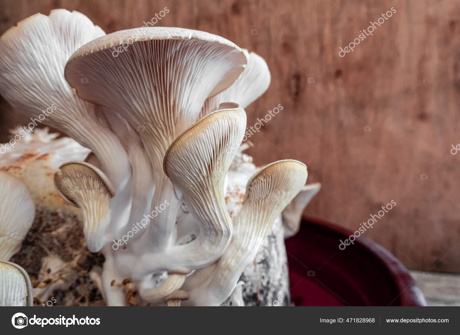 Pleurotus Ostreatus Cultivation