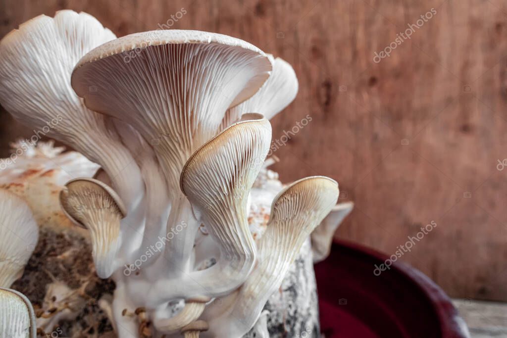 Cultivo del hongo ostra Pleurotus ostreatus. 2022