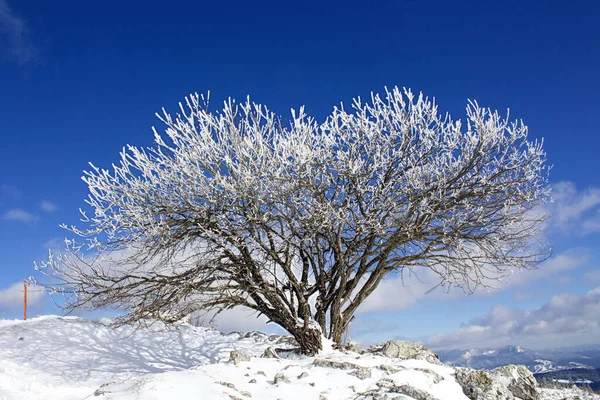 White fur tree Stock Photos, Royalty Free White fur tree Images ...
