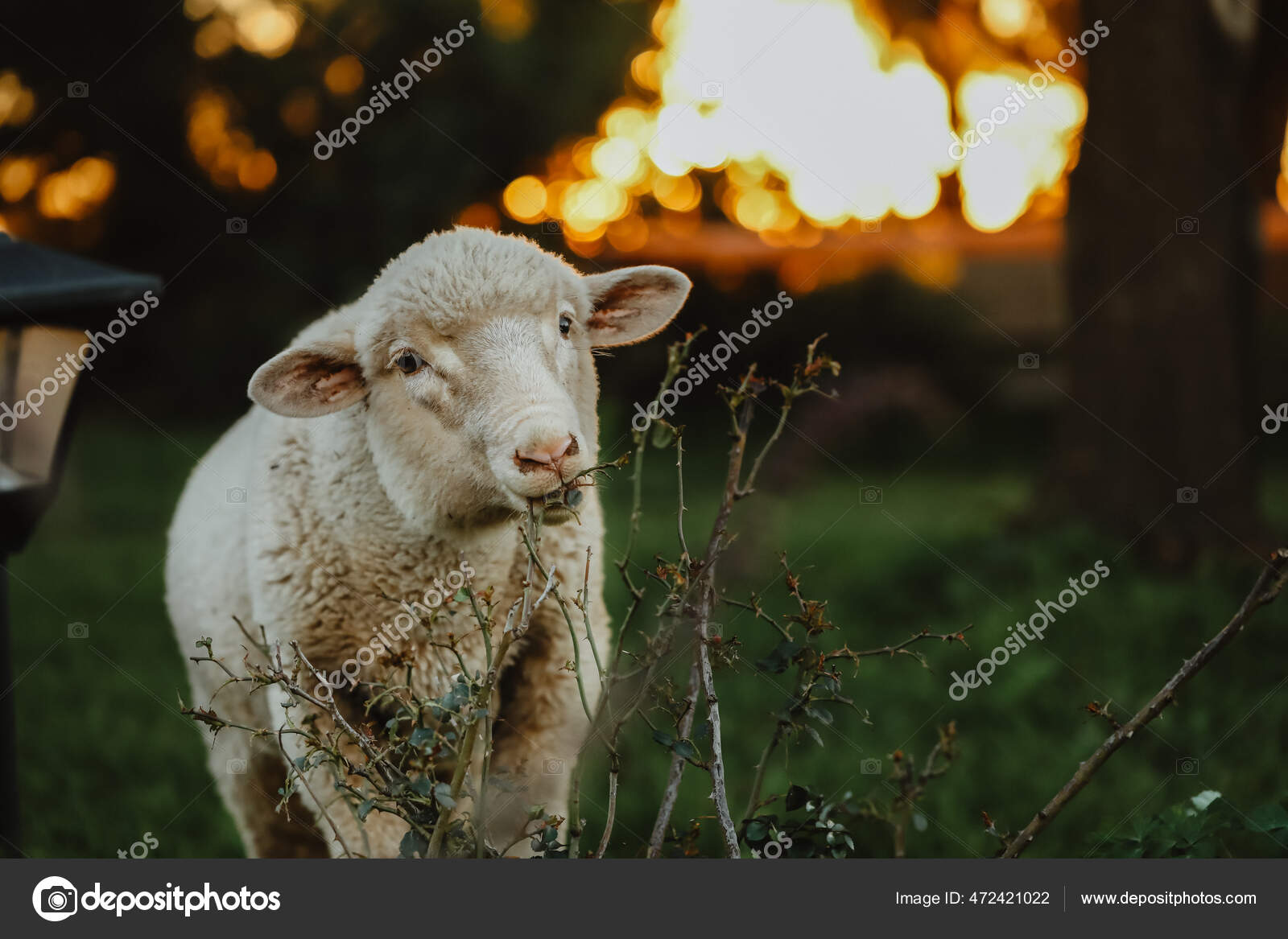 Sheep Farm Blurred Background Stock Photo by ©Wirestock 472421022