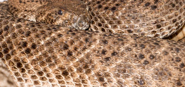 Western Diamondback Rattlesnake Pattern