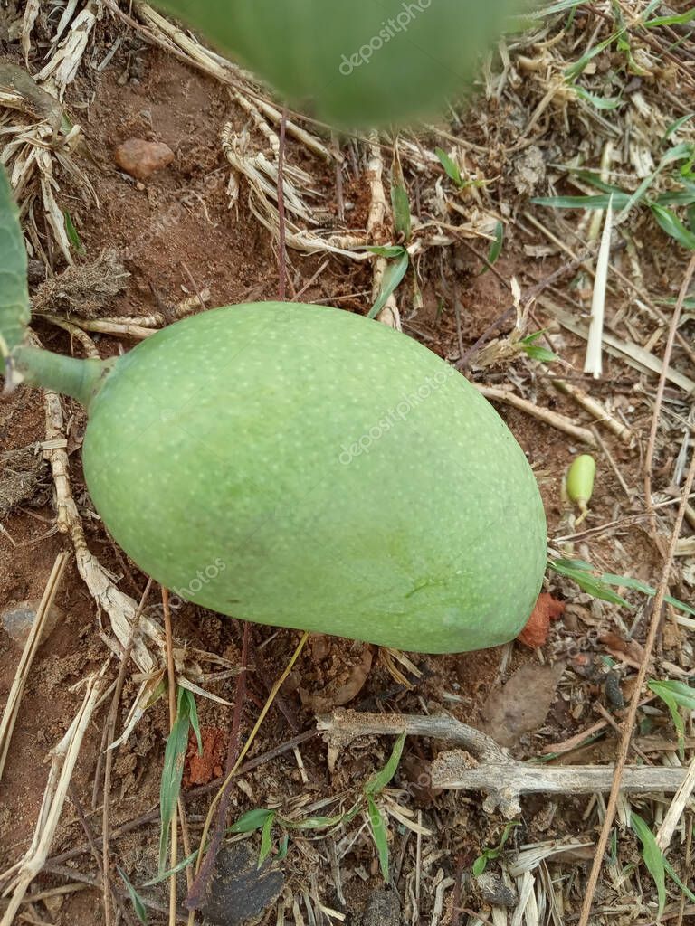 Un primer plano de una fruta verde de mango común inmadura en el suelo ...