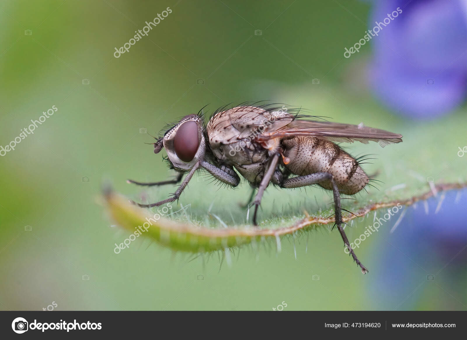 Closeup Gray Root Maggot Fly Leucophora Species Leaf — Stock Photo ...