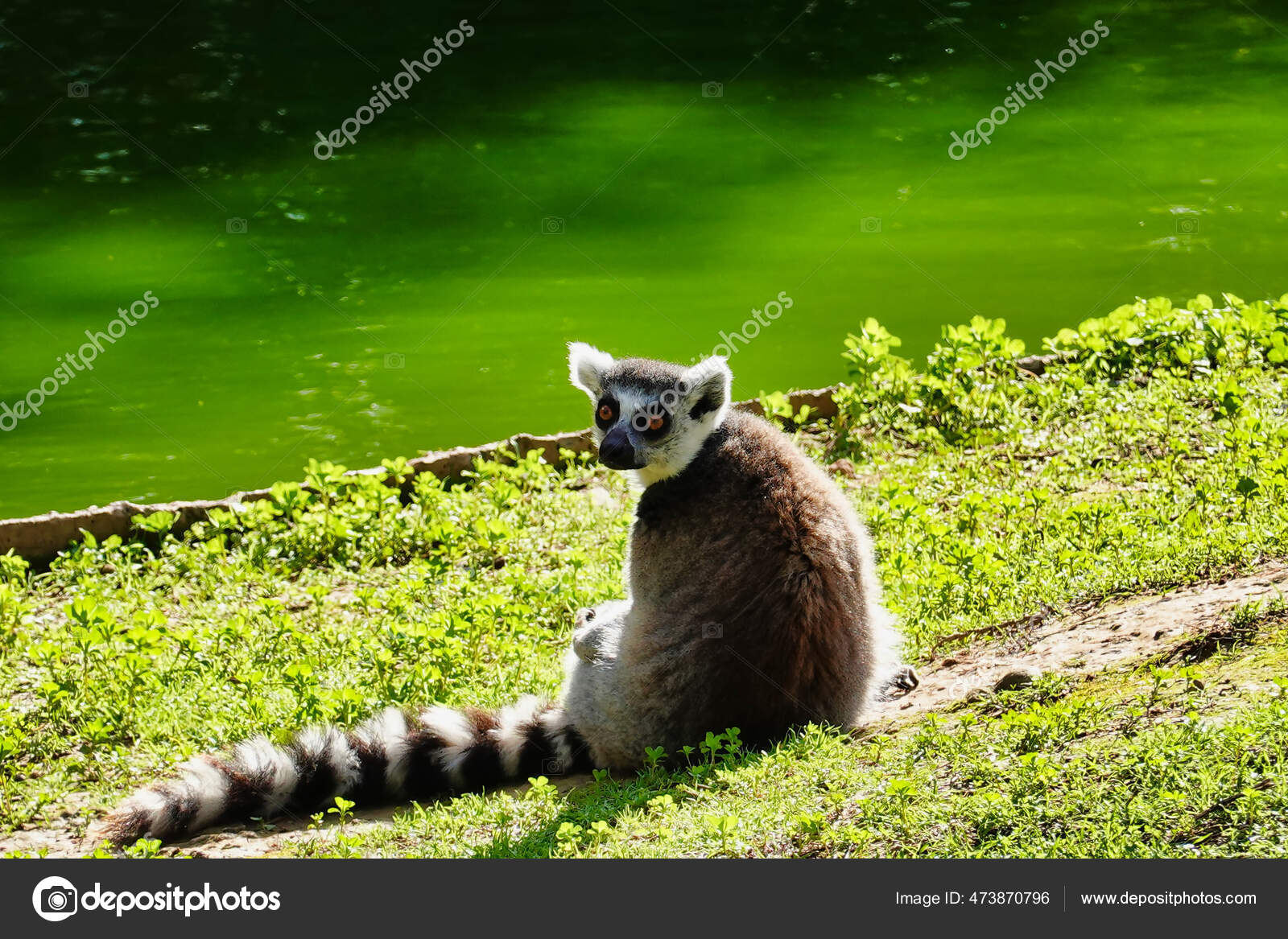 Lemu Sitting Green Grass River — Stock Photo © Wirestock #473870796