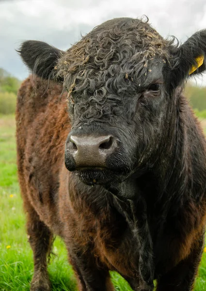 Fotos de Angry cattle, Imagens de Angry cattle sem royalties ...