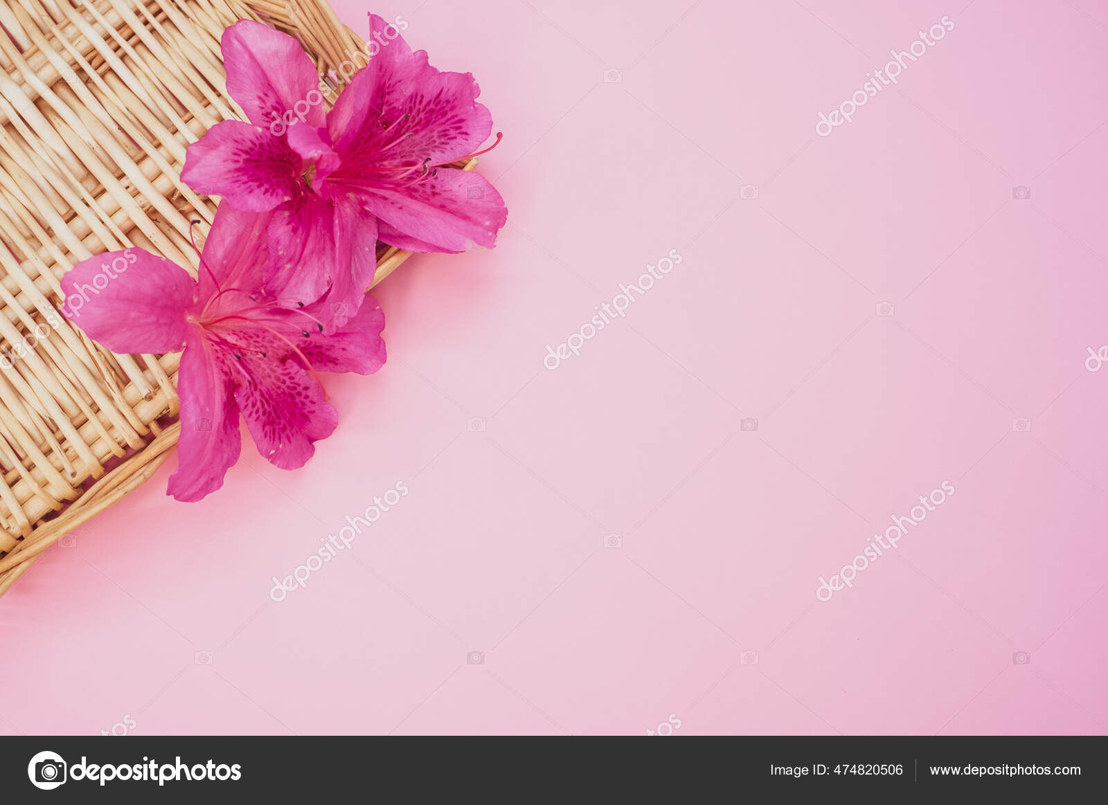 Beautiful Pink Lilies Straw Texture Isolated Pink Background Stock ...