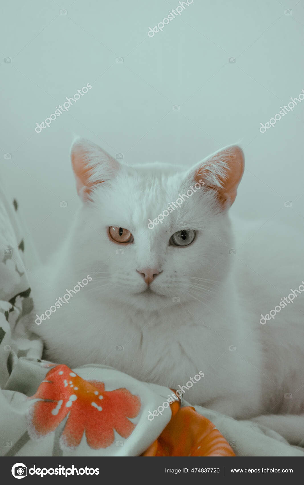 Vertical Shot Cute White Khao Manee Cat — Stock Photo © Wirestock ...