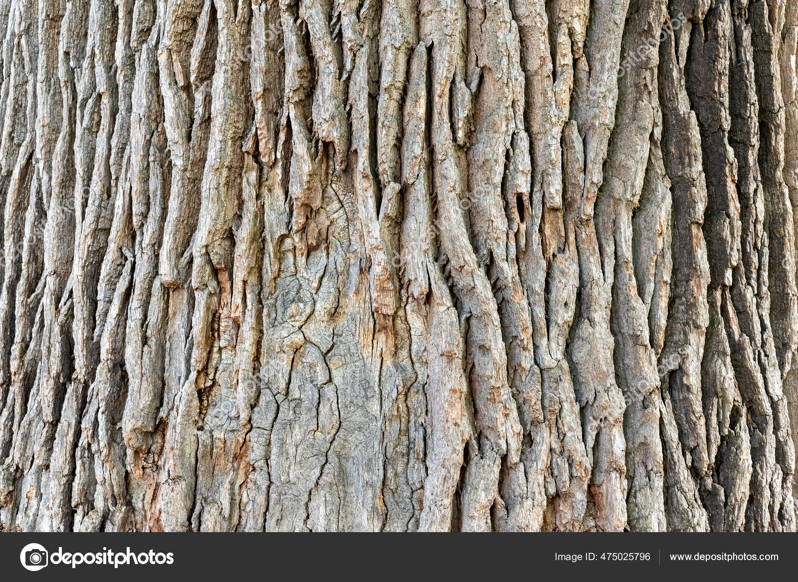 Closeup Shot Tree Bark Wallpaper Background — Stock Photo © Wirestock ...