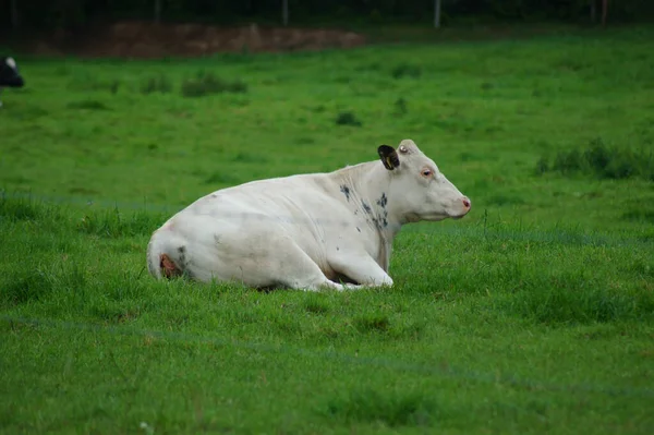 Fotos de Vaca deitada, Imagens de Vaca deitada sem royalties ...