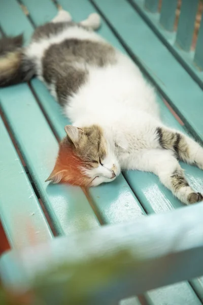 Reposo animal fotos de stock, imágenes de Reposo animal sin royalties ...