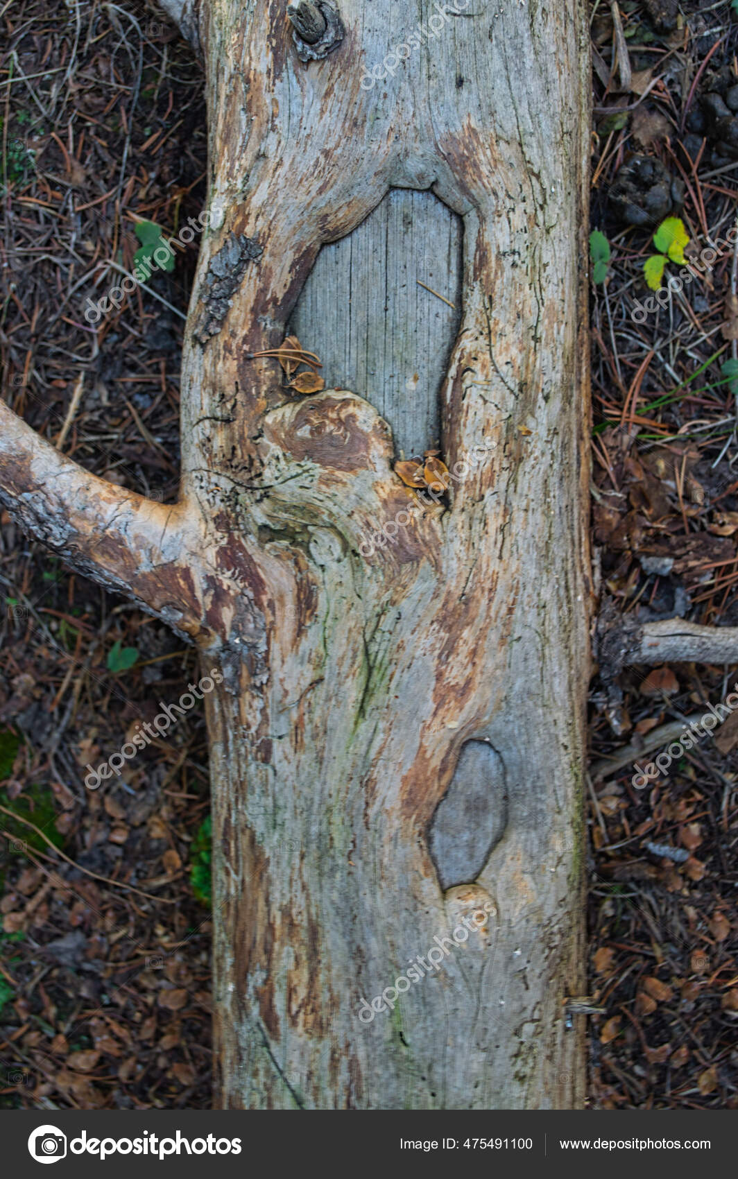 Closeup Tree Trunk Ground Stock Photo by ©Wirestock 475491100