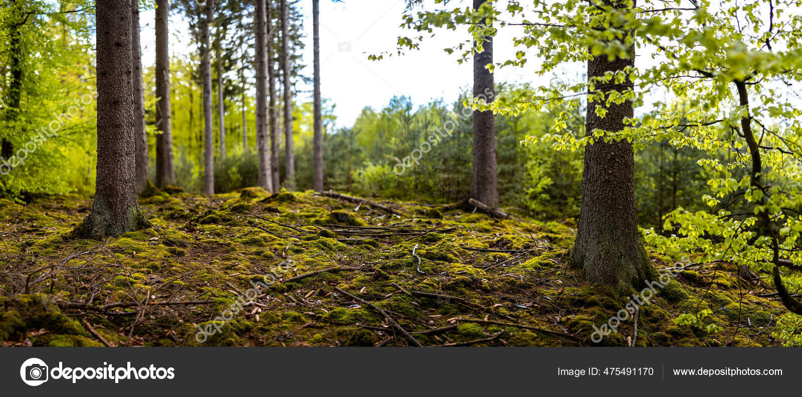 Beautiful Shot Trees Growing Green Park Forest Green Environment ...
