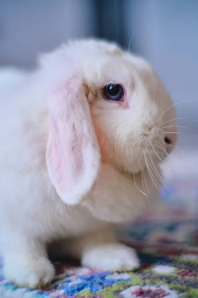 Bunny eye conjunctivitis Stock Photos, Royalty Free Bunny eye ...