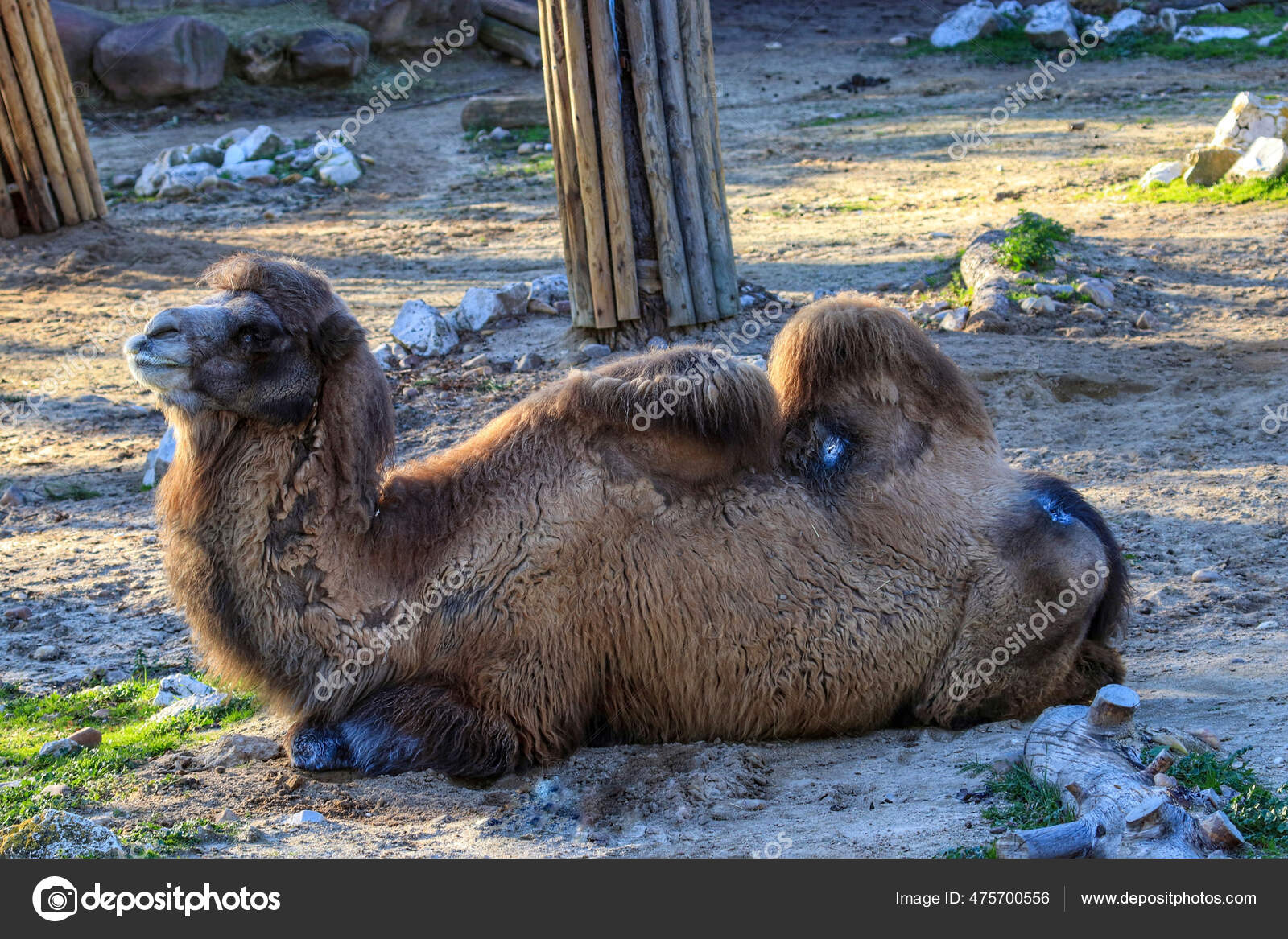 Fluffy Camel Lying Ground Trees Zoo — Stock Photo © Wirestock #475700556