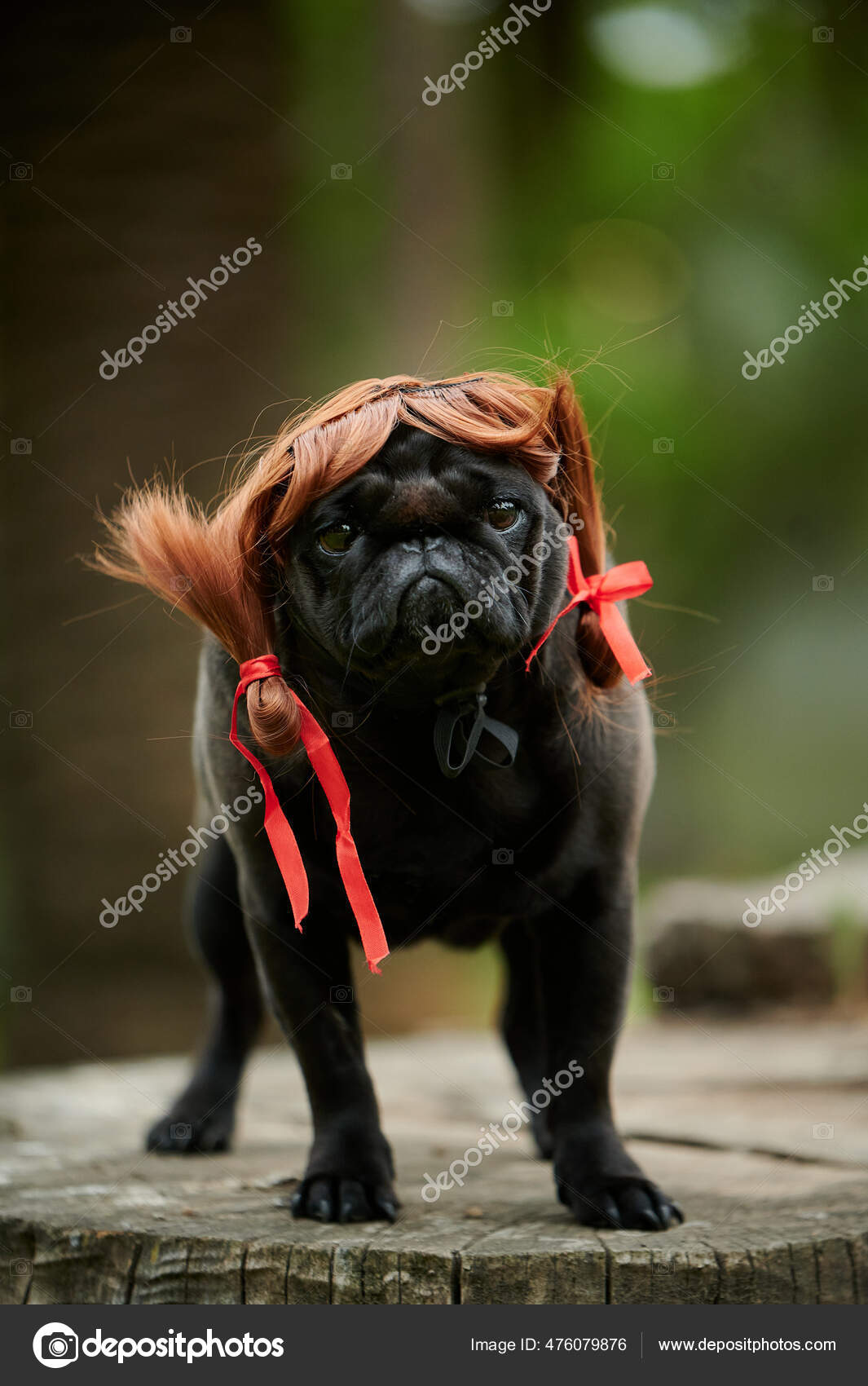 Pugs In Wigs