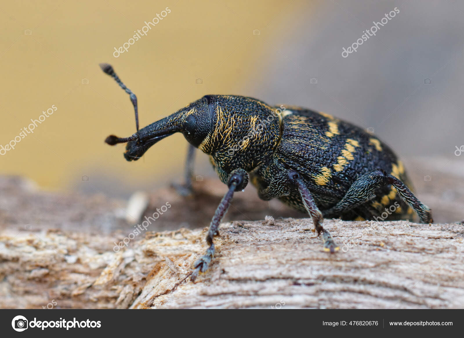 Weevils In Pine Trees