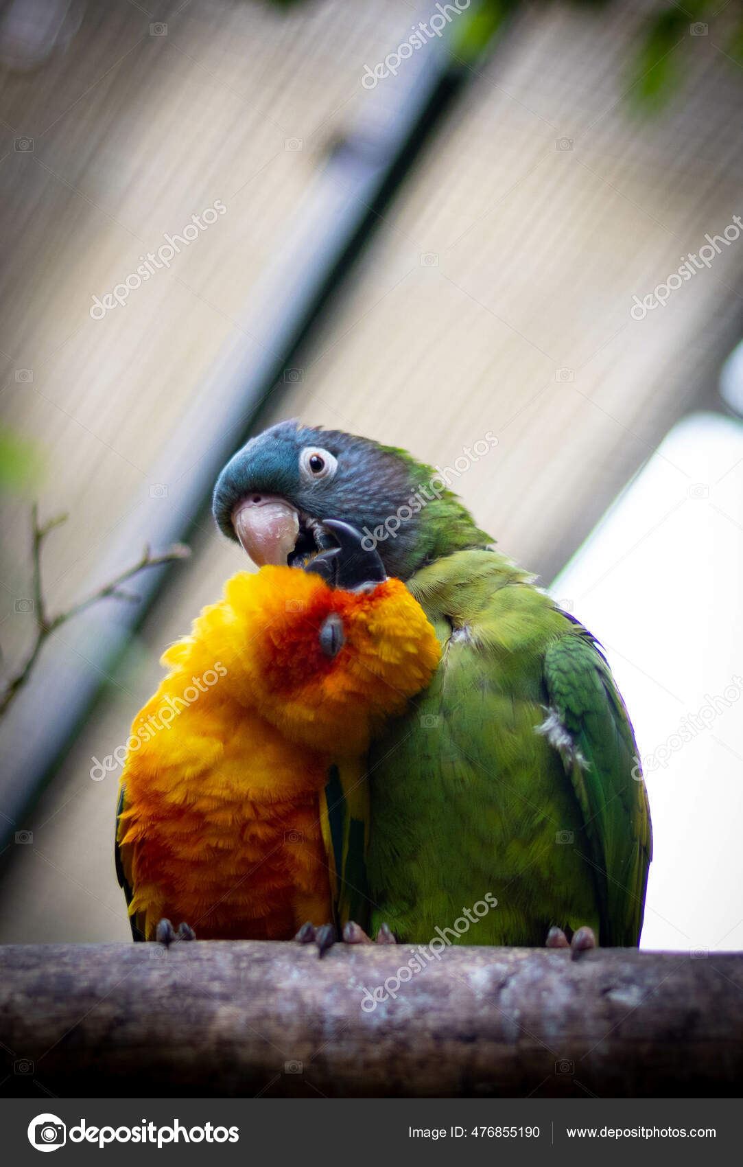 Blue Conure Bird