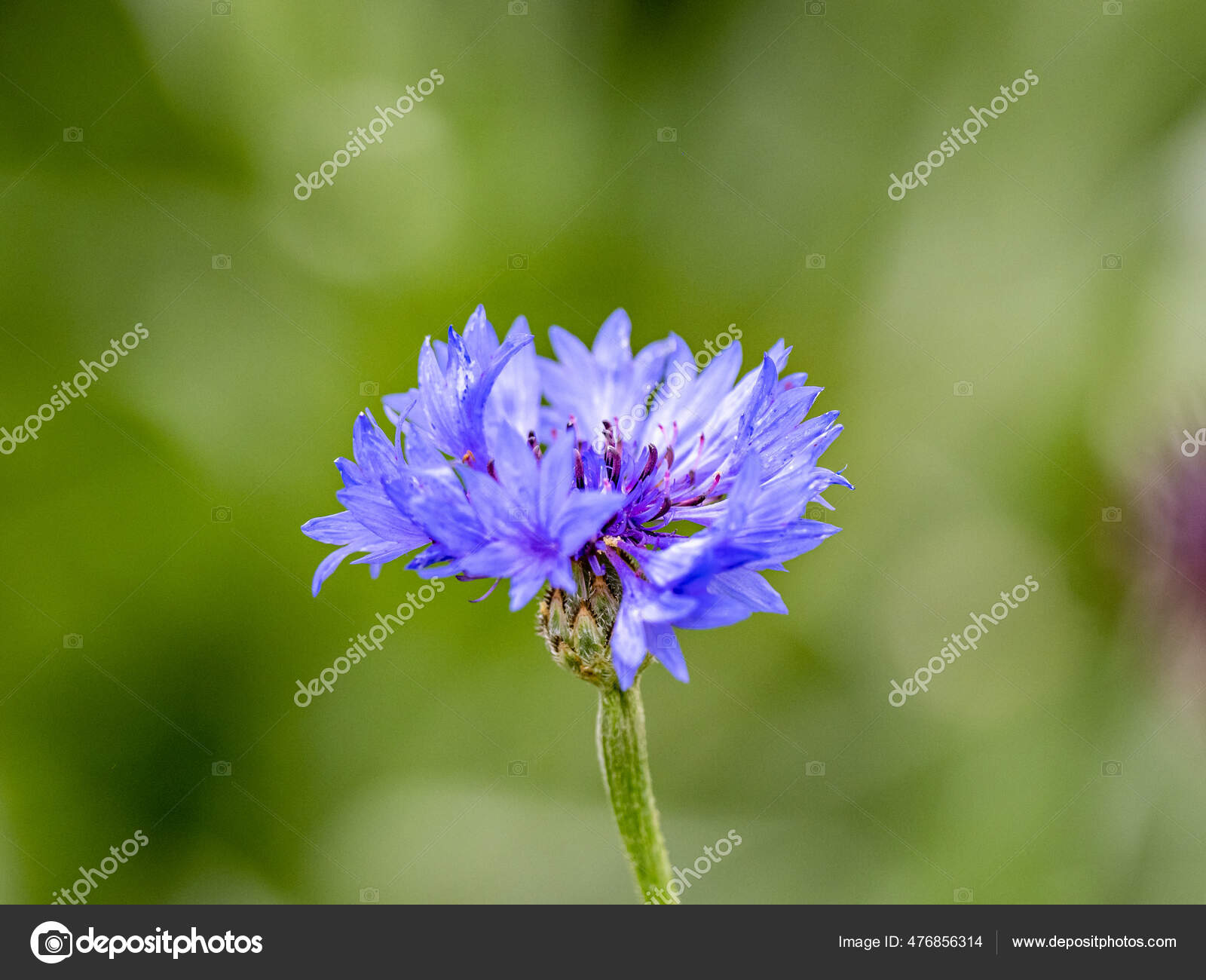 Primer Plano Hermoso Aciano Azul Centaurea Cyanus Sobre Fondo Verde ...