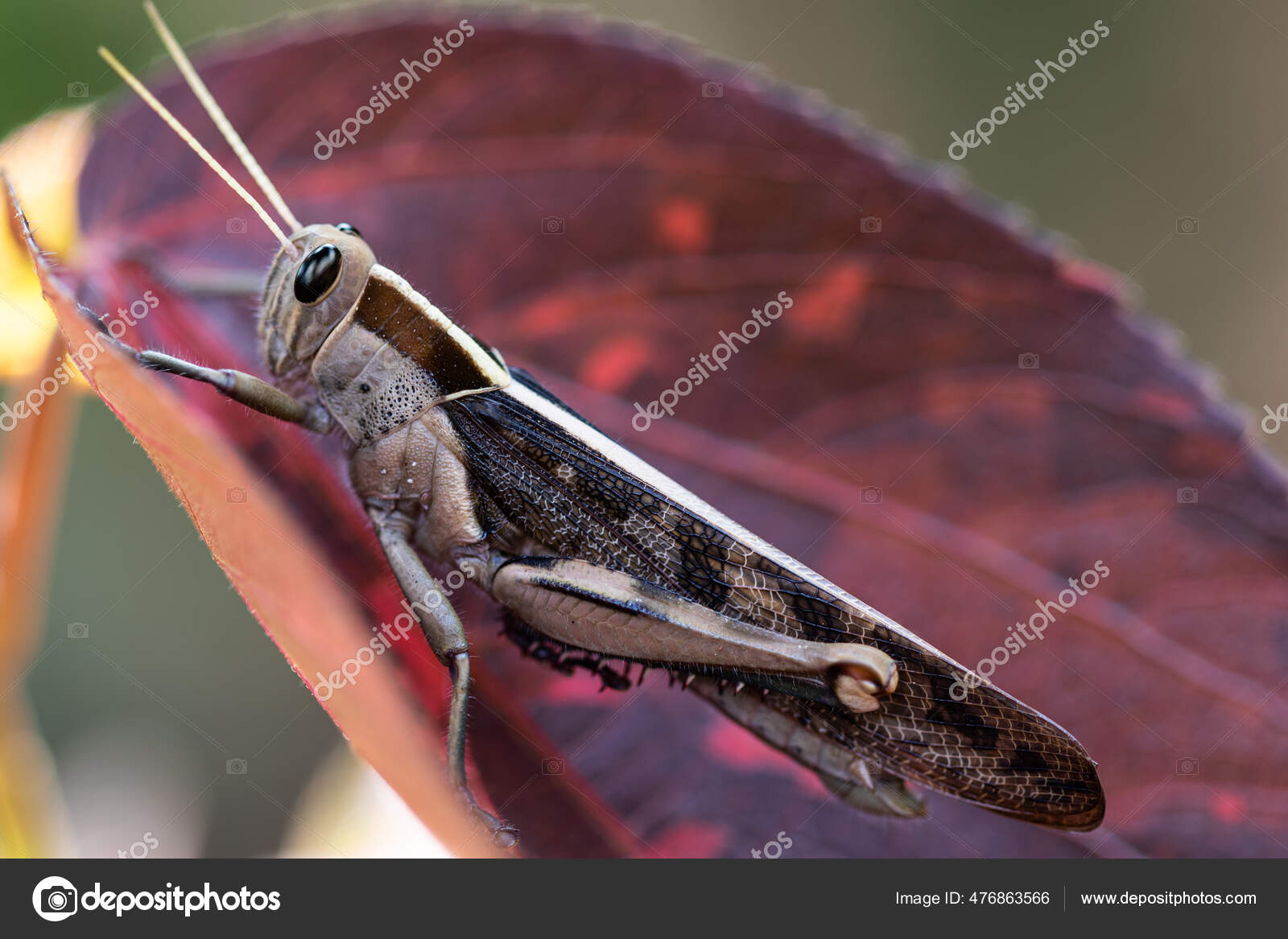 Brown Grasshopper With Stinger