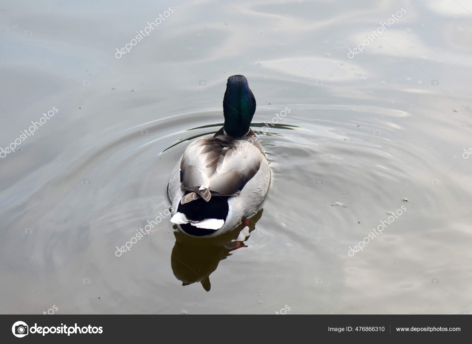Back View Male Mallard Duck Peaceful Lake — Stock Photo © Wirestock ...