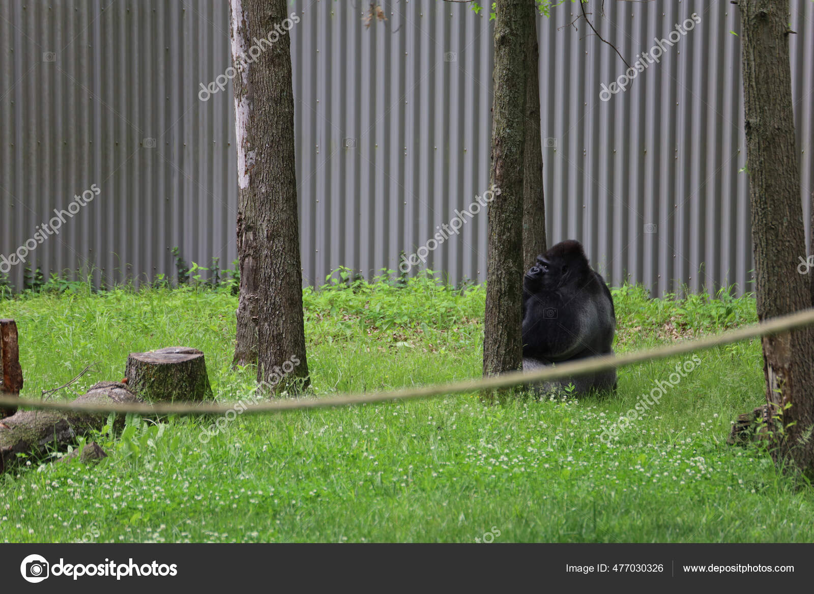 Black Chimpanzee Sitting Leaning Tree Kansas Missouri — Stock Photo ...