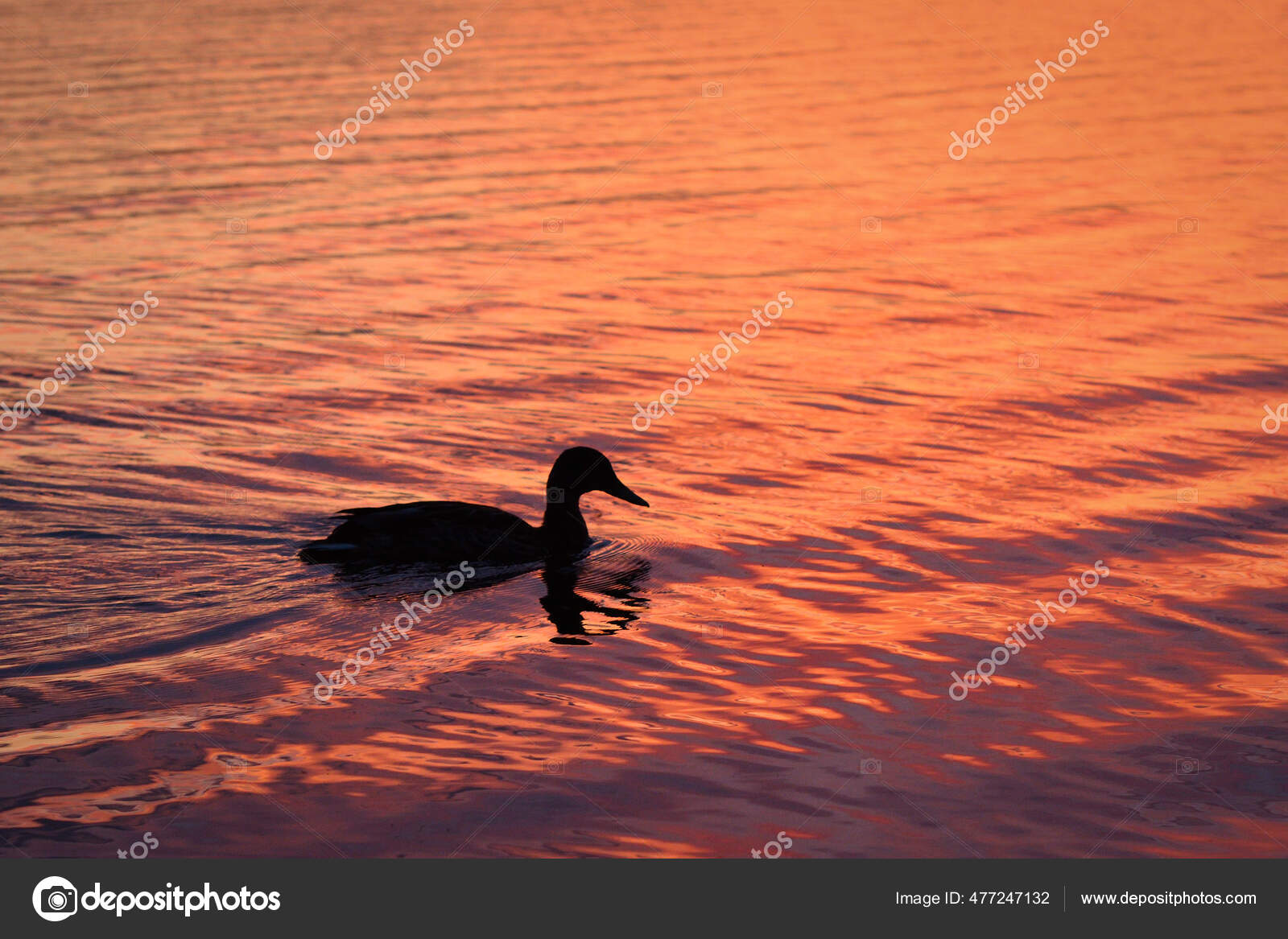 Silhouette Duck Draycote Water England Scenic Sunset — Stock Photo ...