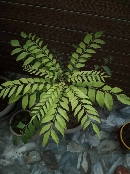 Mitha neem Stock Photos, Royalty Free Mitha neem Images | Depositphotos