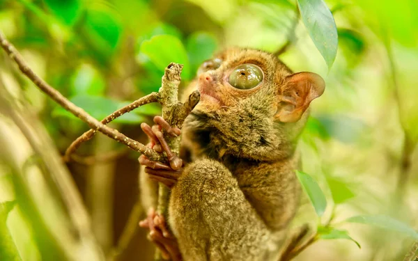 Spectral tarsier Stock Photos, Royalty Free Spectral tarsier Images ...
