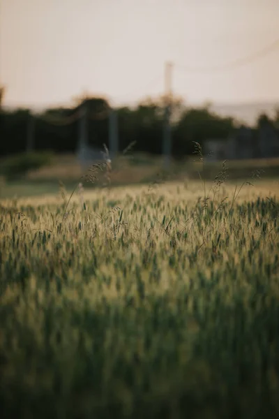 Afternoon field Stock Photos, Royalty Free Afternoon field Images ...