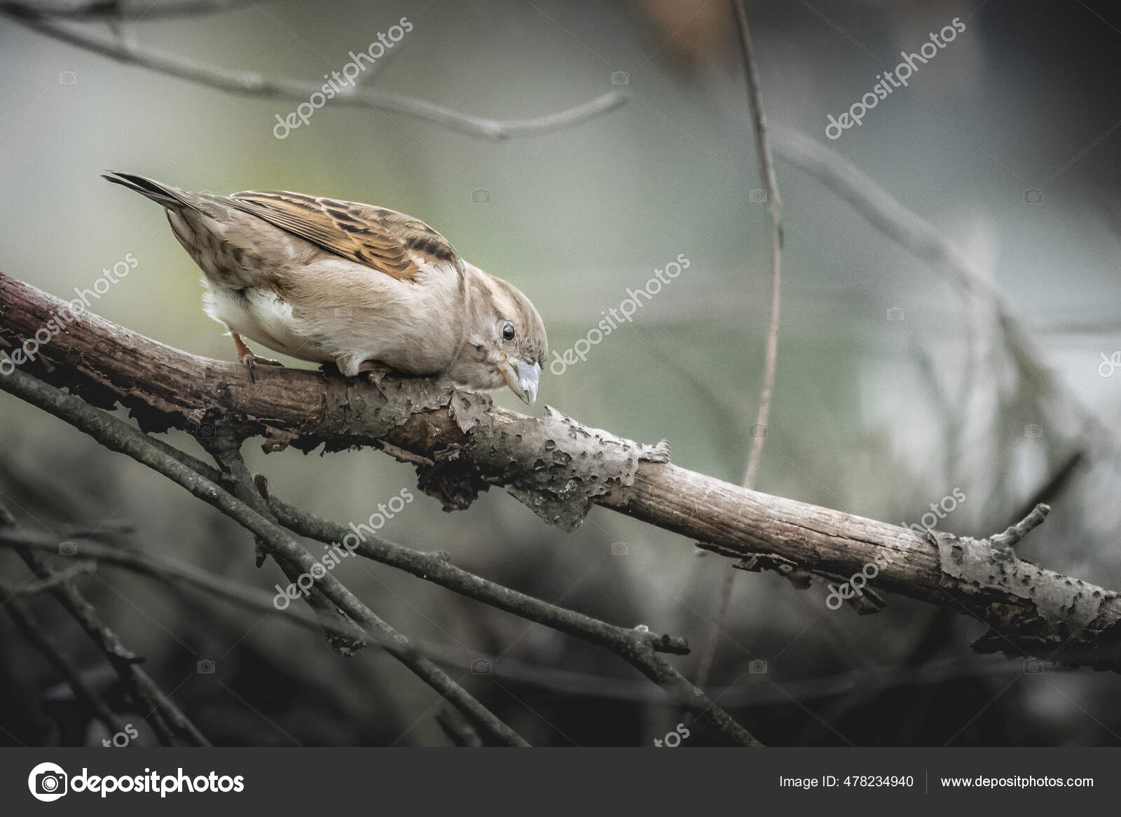 Sparrow Perched Tree Branch — Stock Photo © Wirestock #478234940