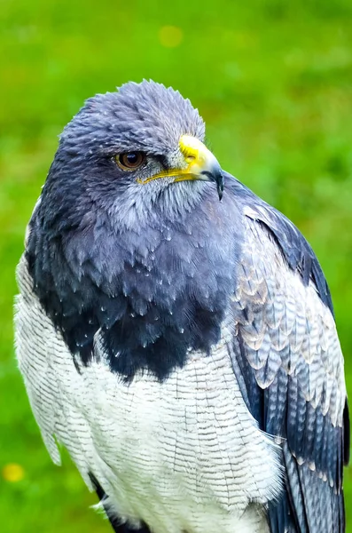 Seahawk Stock Photos, Royalty Free Seahawk Images | Depositphotos