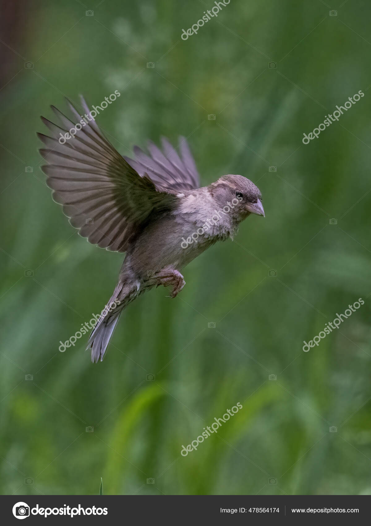 Sparrows In Flight
